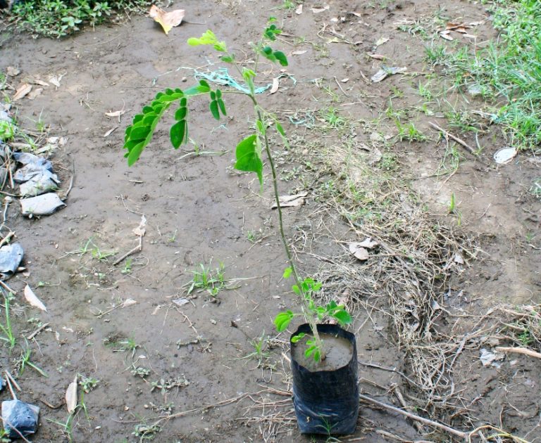 Manfaat Menanam Bibit Trembesi Bagi Penghijauan