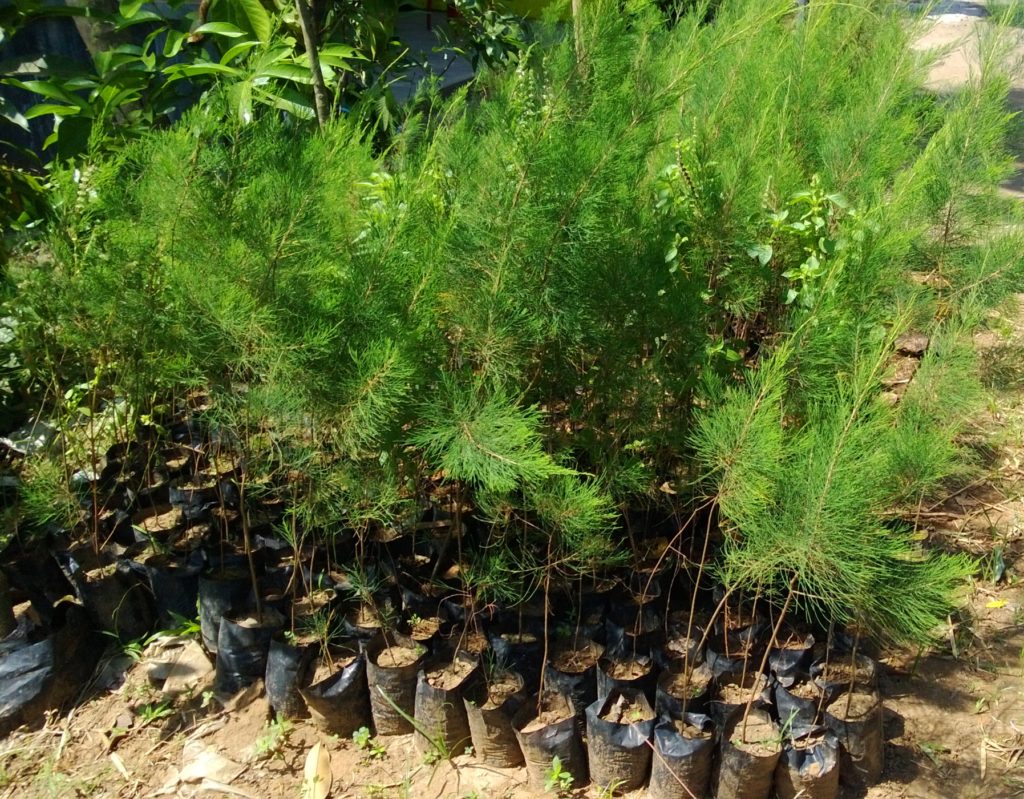 Menjaga Kawasan Pantai Dengan Menanam Bibit Cemara Laut